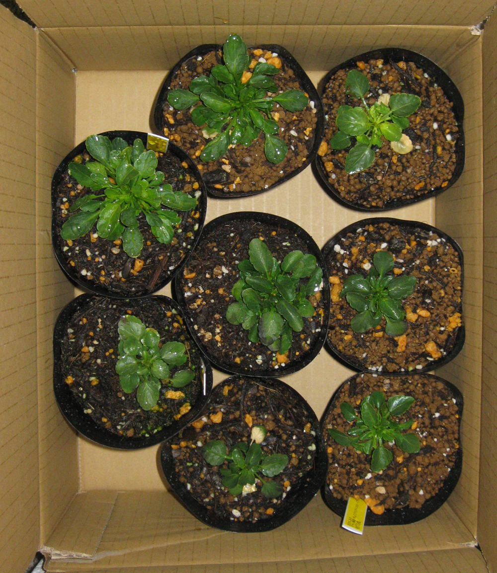 京都パンジー通信 育苗NEWS 2024-30: 京都パンジー通信ブログ